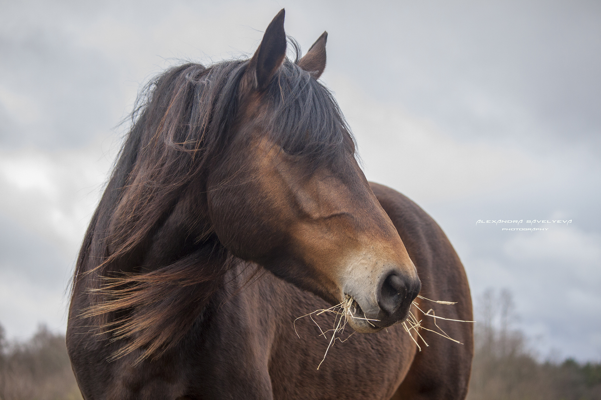 Piedāvājums | Zirga sapnis
